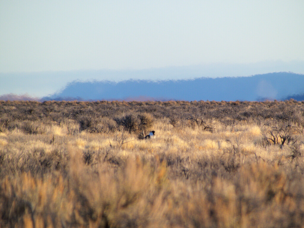 Greater Sage-Grouse in March 2025 by Ryan Robles. Total of 92 GRSG were ...