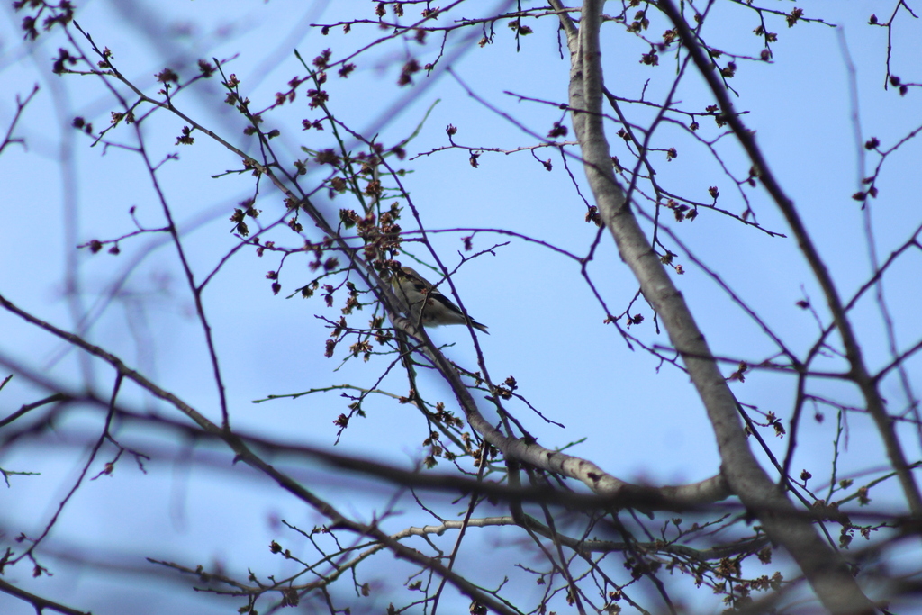 American Goldfinch from Luray, VA 22835, USA on March 13, 2025 at 09:40 ...