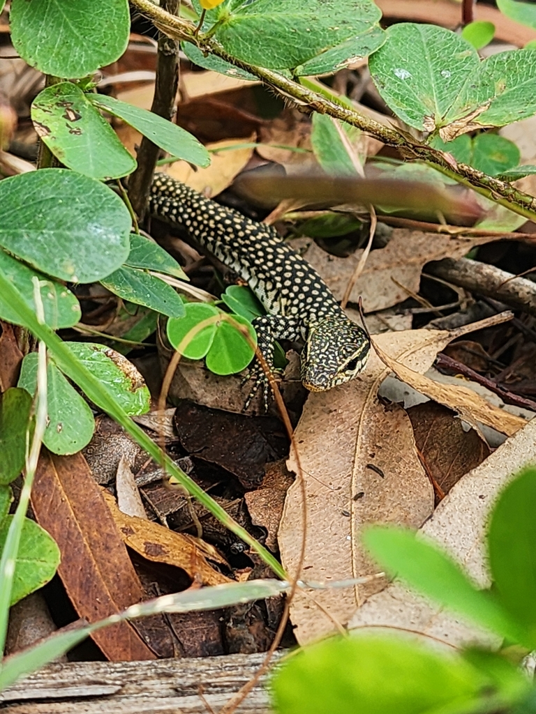 Freckled Monitor in March 2025 by Kangaby Wildlife & Nature Refuge ...