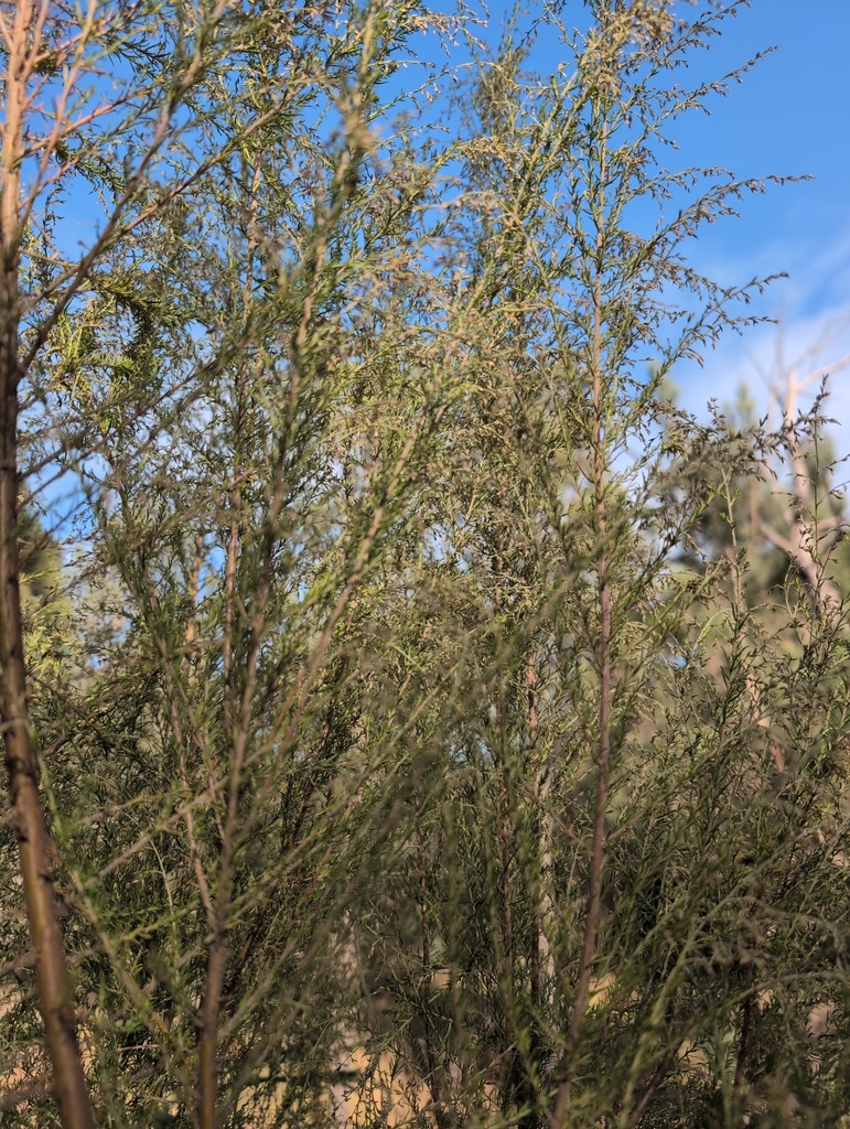 Sifton Bush from Mount Martha VIC 3934, Australia on February 14, 2025 ...