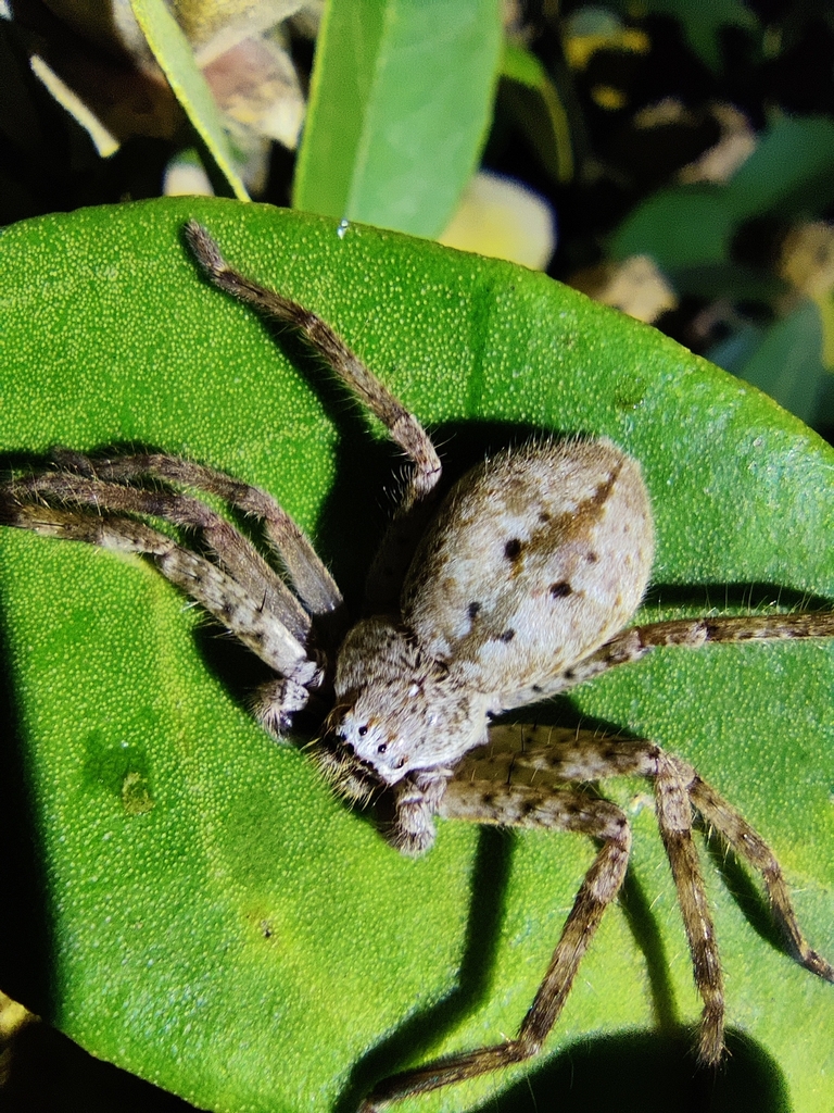 Bronze Huntsman from Finnie QLD 4350, Australia on March 1, 2025 at 09: ...