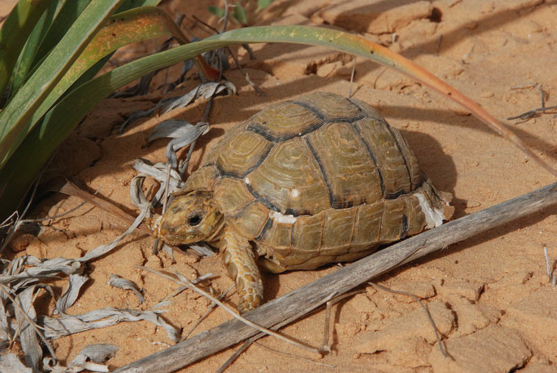 Egyptian Tortoise in March 2008 by Ori Fragman-Sapir. S Israel, W Negev ...
