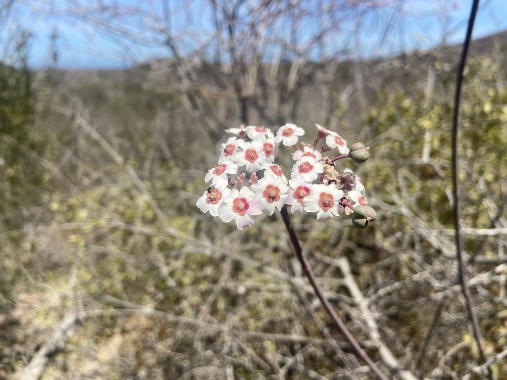 Baja Spurge from Camino Cabo Este, Los Cabos, B.C.S., MX on March 16 ...
