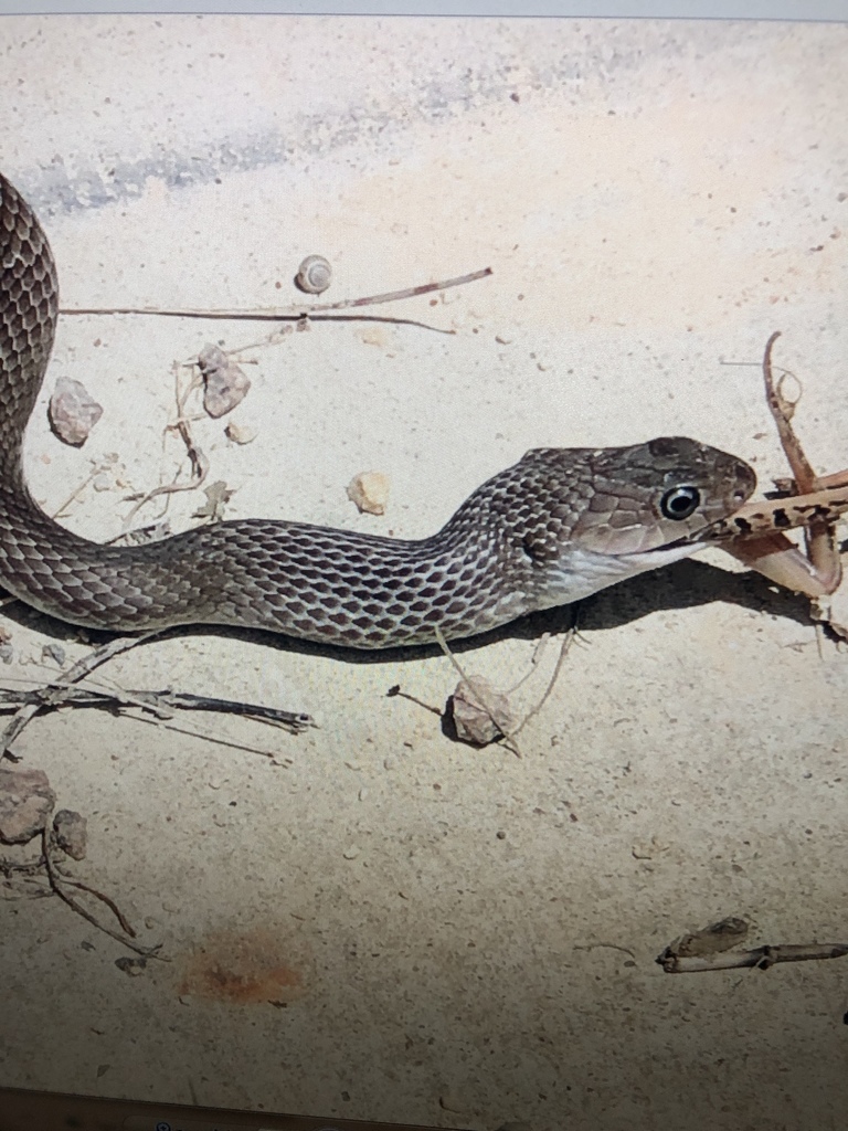 Tan Racer from 77625, Kountze, TX, US on August 10, 2019 at 02:46 PM by ...