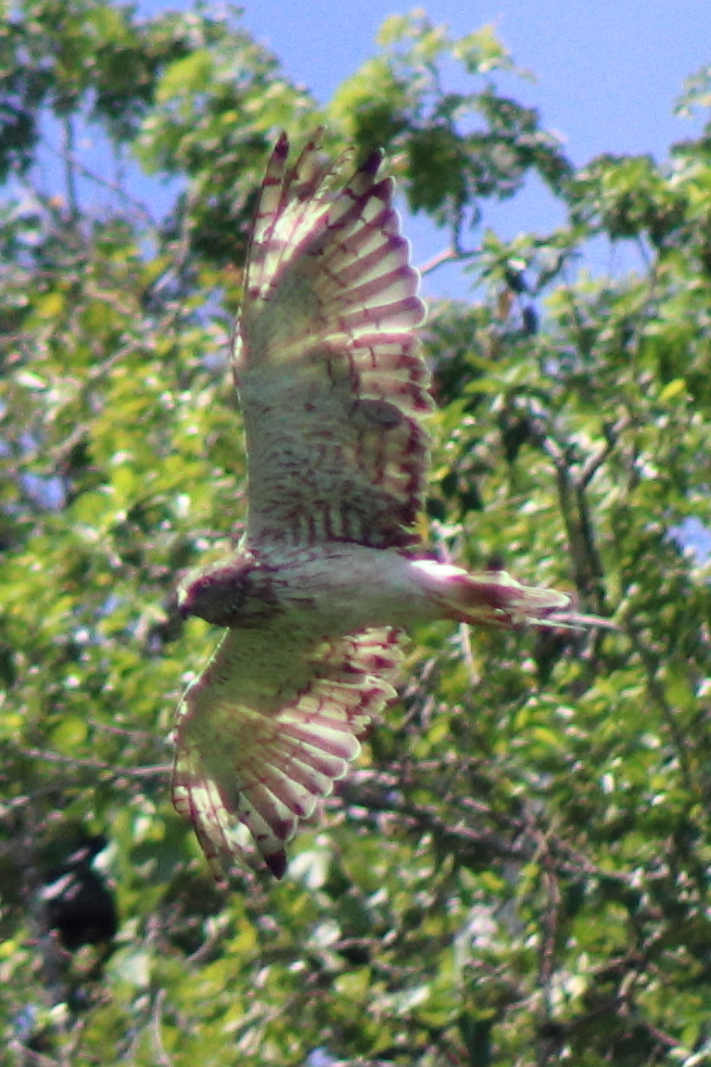 Swamp Harrier from Province de Serua, Fidji on March 14, 2025 at 03:17 ...