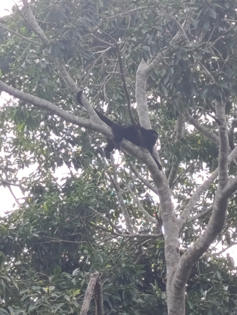 Spider, Howler, and Woolly Monkeys from Santa Rosa, Bolivia on March 17 ...