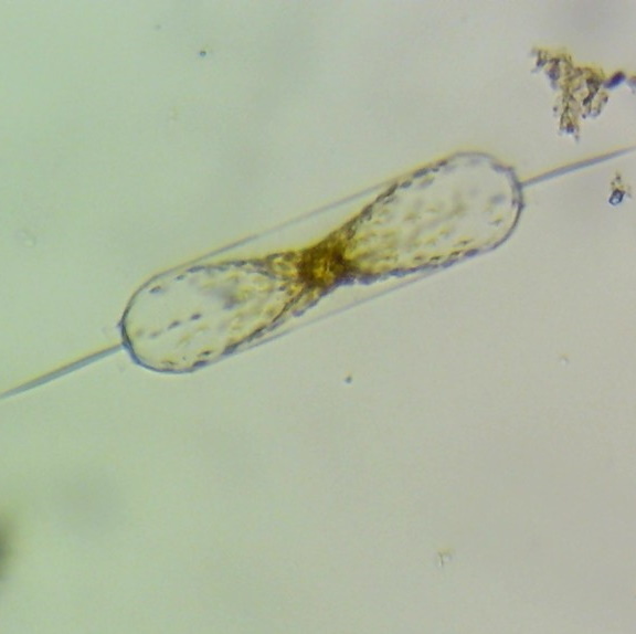 Ditylum (GTM Research Reserve Plankton Guide) · iNaturalist