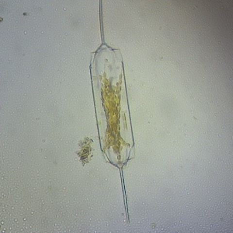 Ditylum (GTM Research Reserve Plankton Guide) · iNaturalist