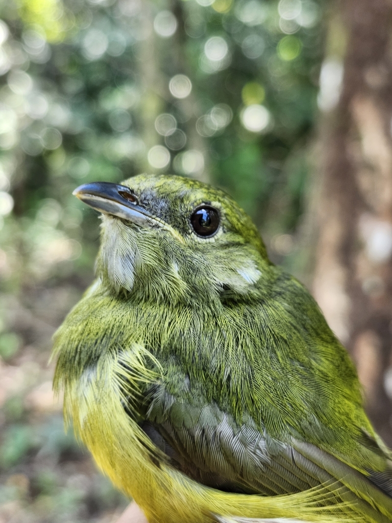 White-collared Manakin from QGJR+9GX, Locust Bank, Belize on March 15 ...
