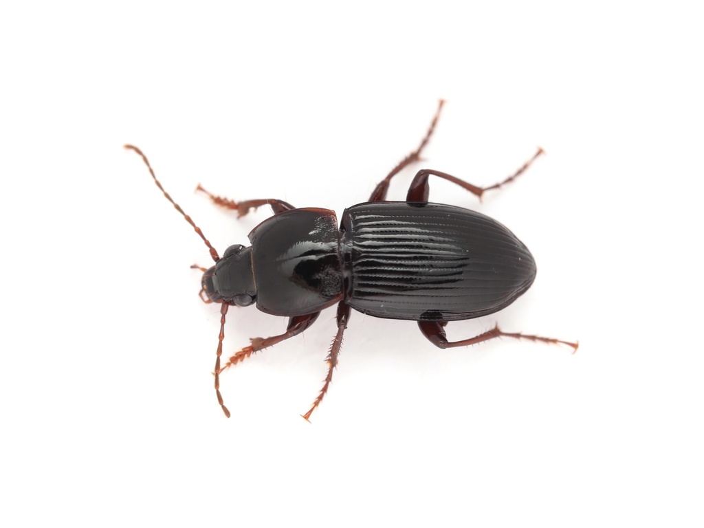 Pterostichus microcephalus in March 2025 by 栗鼠 · iNaturalist