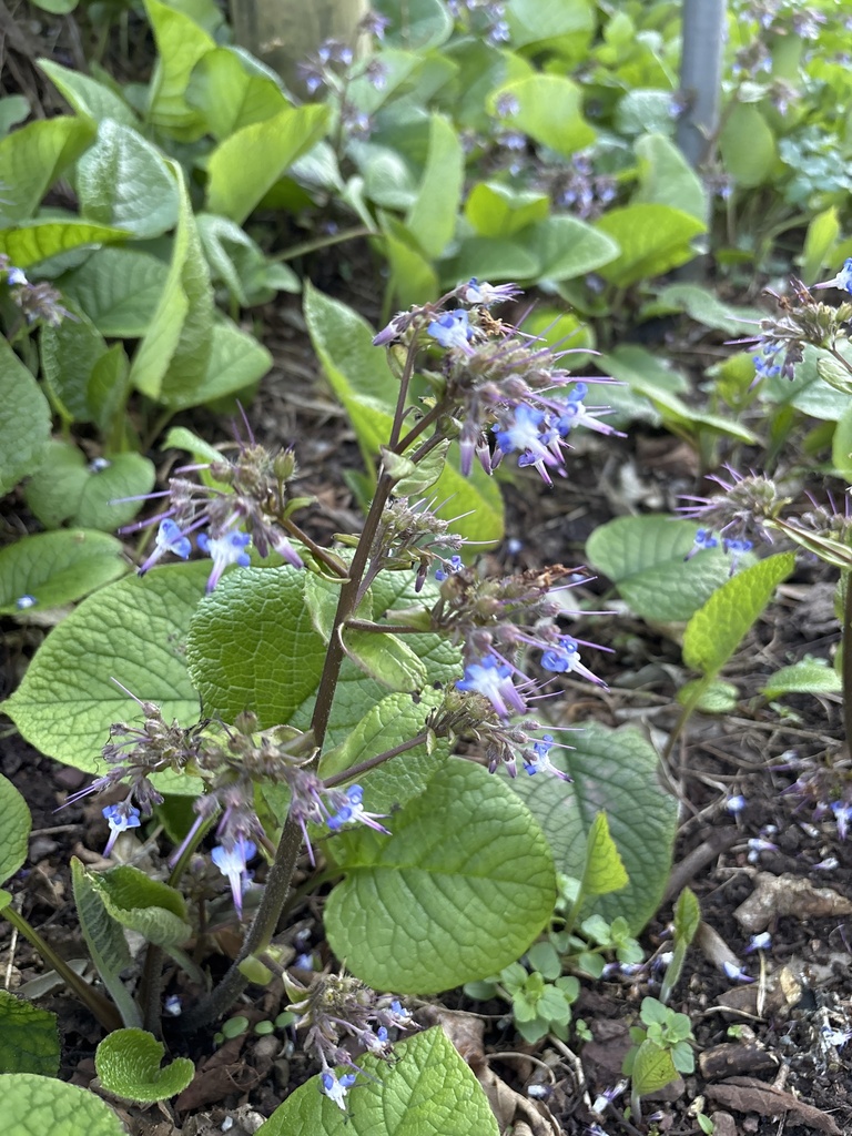 Abraham, Isaac & Jacob from Pembrokeshire Coast National Park ...