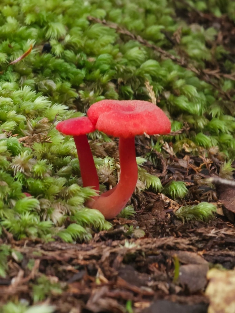 Vermilion Waxcap from Whakapohai Wildlife Refuge, Haast, Costa ...