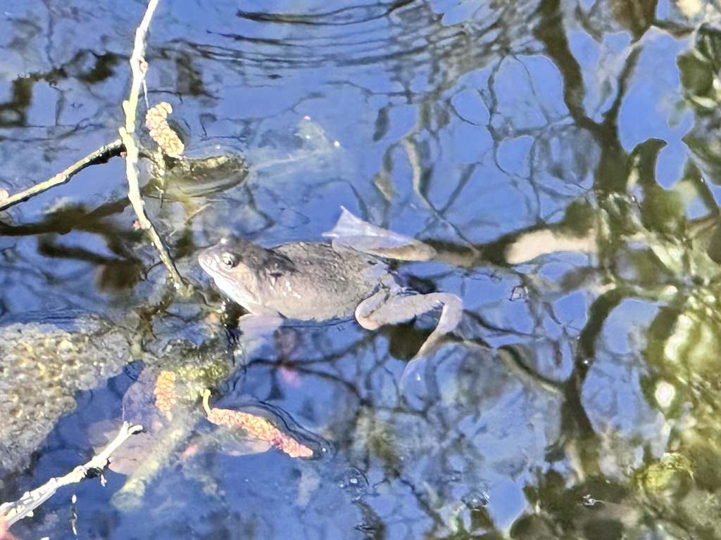 European Common Frog from Kinder Crescent, Belper, England, GB on March ...