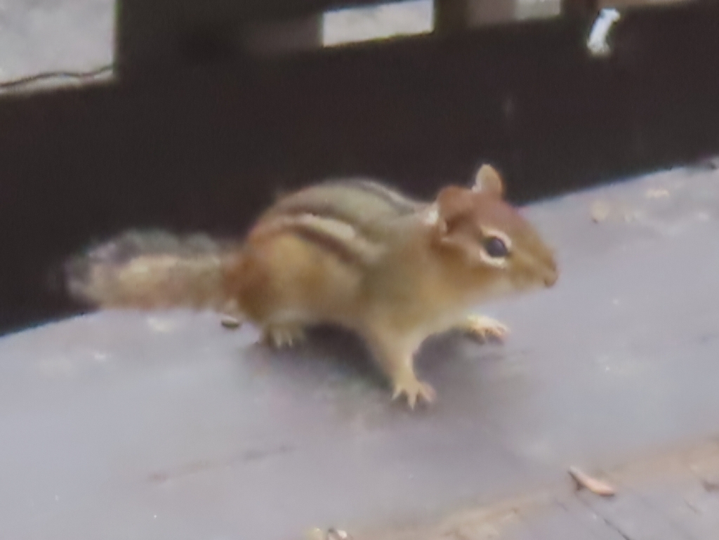 Eastern Chipmunk from Port Elgin, ON N0H 2C4, Canada on March 18, 2025 ...