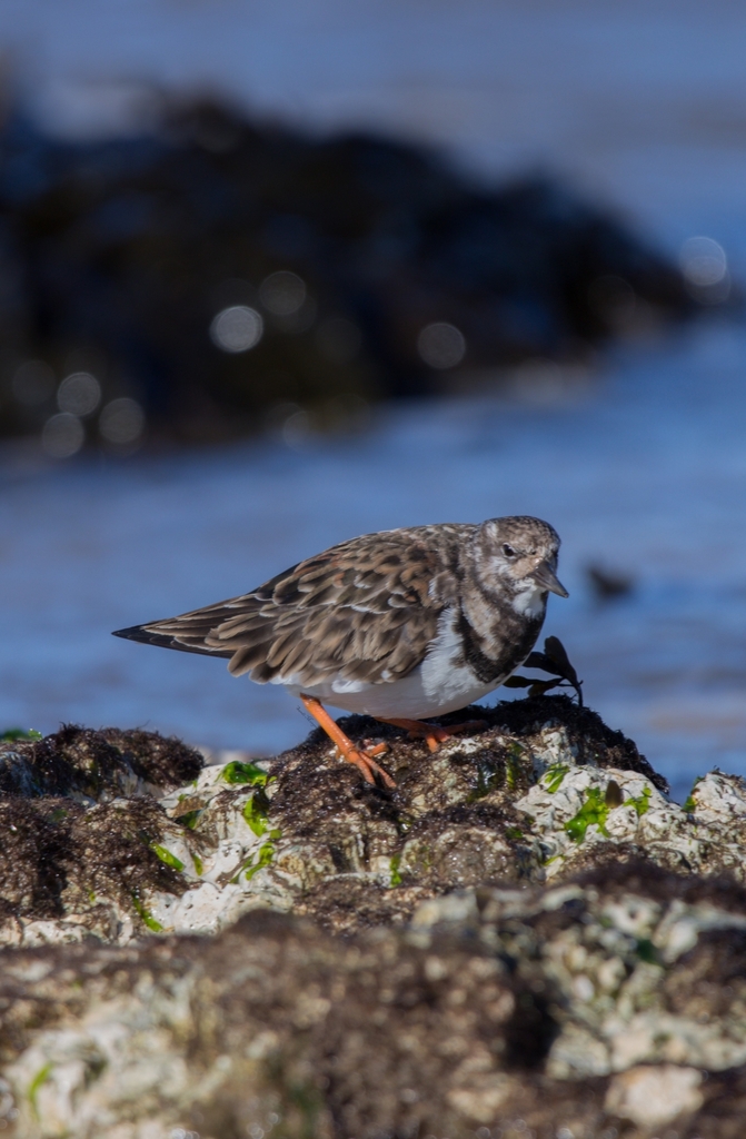 Ruddy Turnstone from West Runton, Cromer NR27 9QP, UK on March 17, 2025 ...