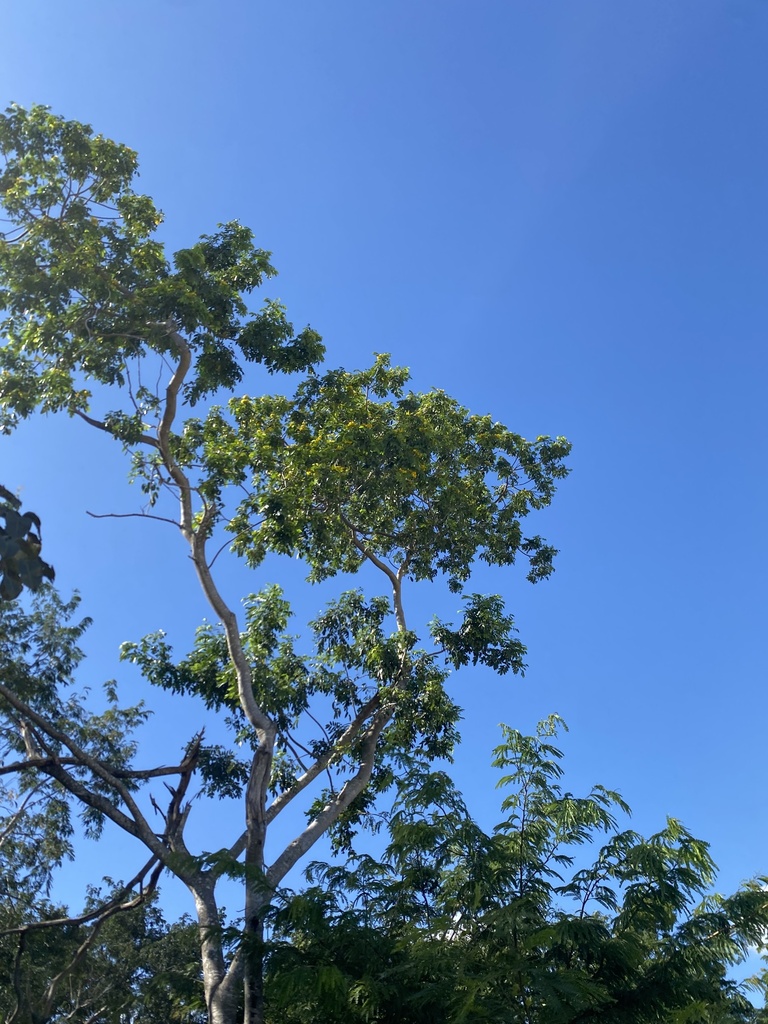 Ramón colorado, campanilla desde Solidaridad, Q. Roo., MX el 18 de ...