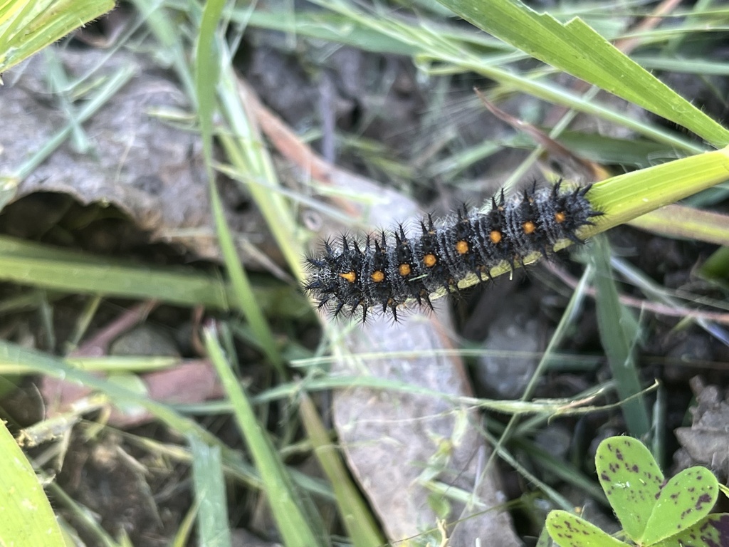 Variable Checkerspot from Presidio, San Francisco, CA, US on March 18 ...