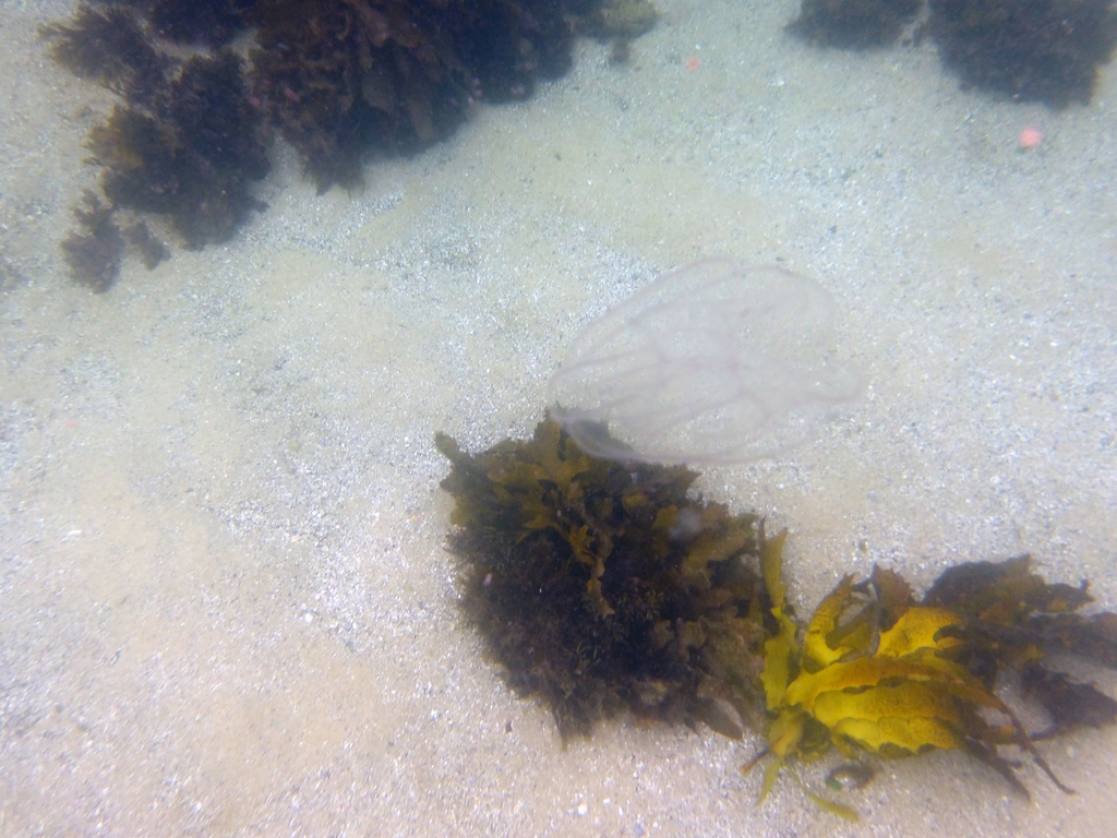 Animals from Shelly Beach, Manly NSW, Australia on March 16, 2025 at 04 ...