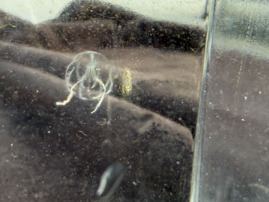 Pacific Sea Gooseberry from Quartermaster Harbor, Vashon, WA, US on ...