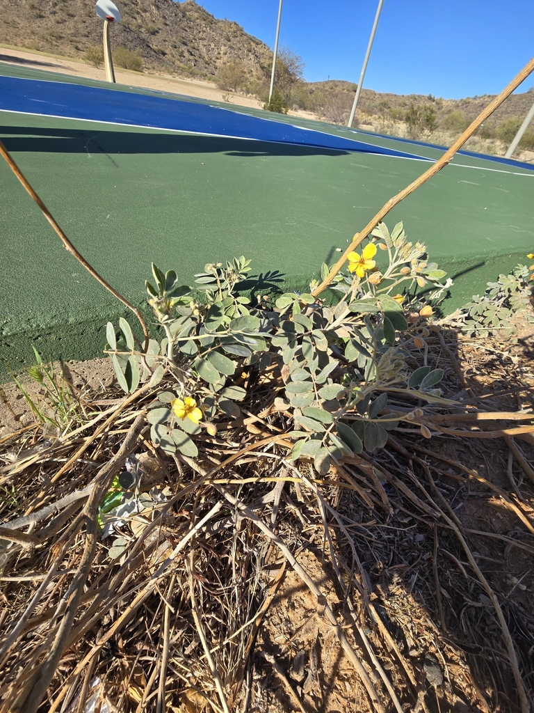 Coues' senna from Phoenix, AZ 85024, USA on March 18, 2025 at 04:29 PM ...