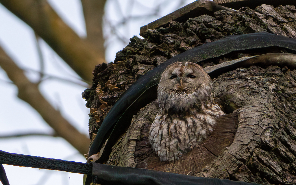 Tawny Owl from Prague 8, Czechia on March 9, 2025 at 05:43 PM by Denis ...