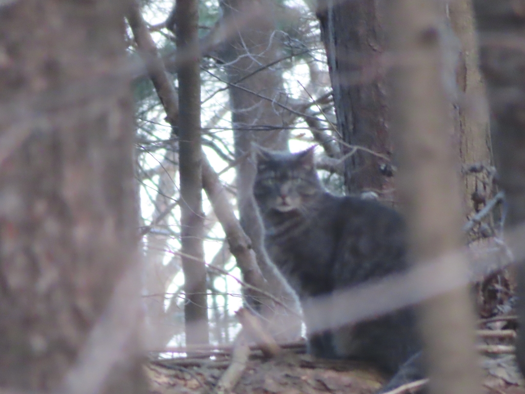 Domestic Cat from Bruce, CA-ON, CA on March 18, 2025 at 07:16 PM by ...