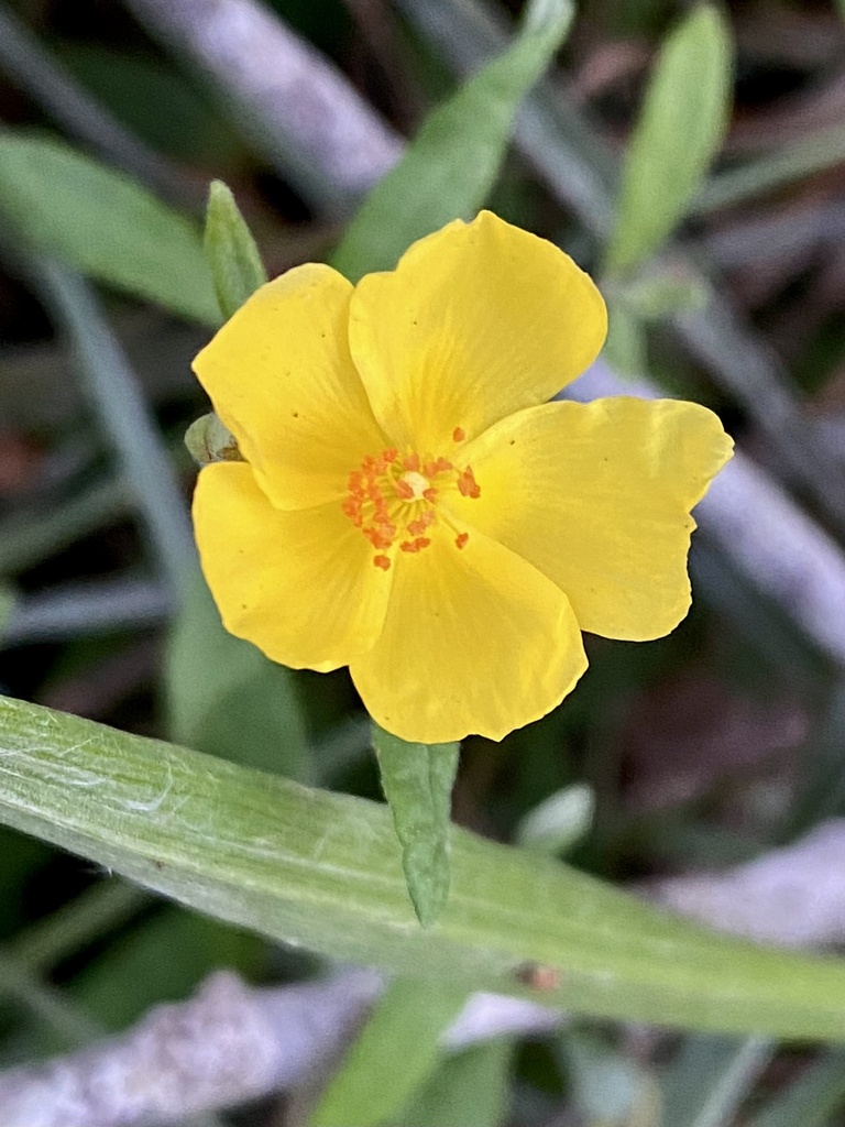 Pine Barren Frostweed from Sundance Trail, Wimauma, FL, US on March 18 ...