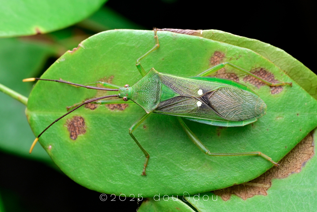 Homoeocerus from 中国贵州省黔南布依族苗族自治州荔波县 on October 2, 2024 at 11:33 PM by ...