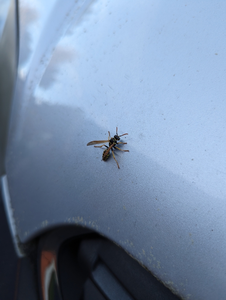 European Paper Wasp from Bothell, WA 98011, USA on March 15, 2024 at 02 ...