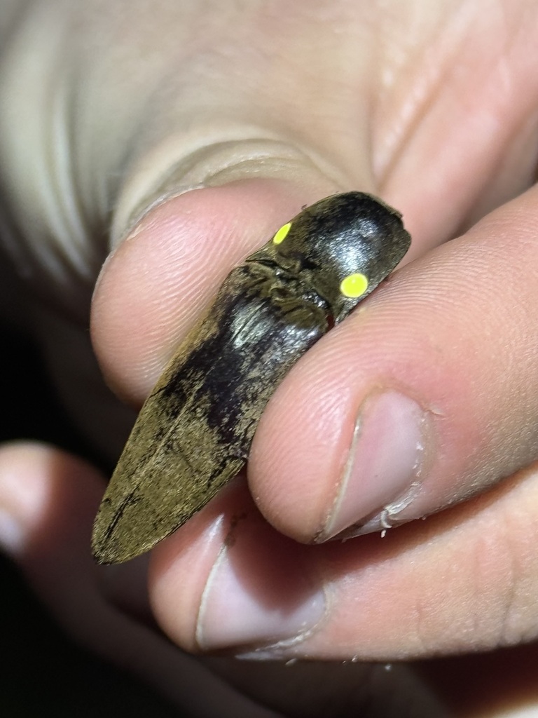 Headlight Beetles in March 2025 by William Phillips · iNaturalist