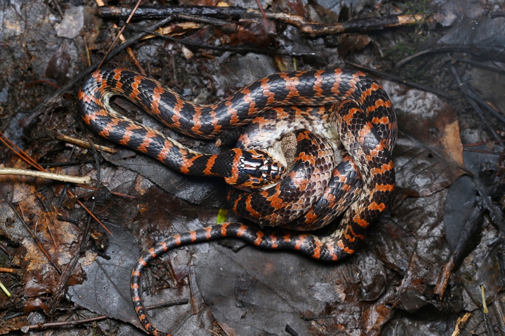 Red-banded Snake from 中国湖北省武汉市洪山区 on August 27, 2021 at 09:18 PM by ...
