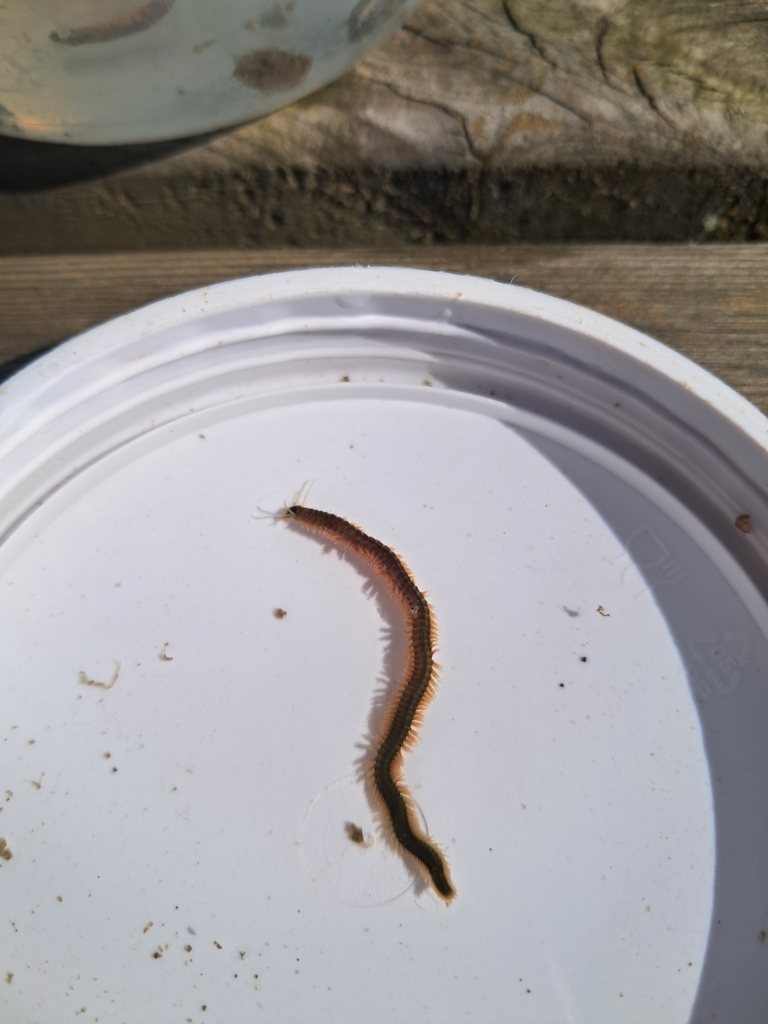 Ragworms and Allies from Ravenna, Emilia-Romagna, IT on March 19, 2025 ...