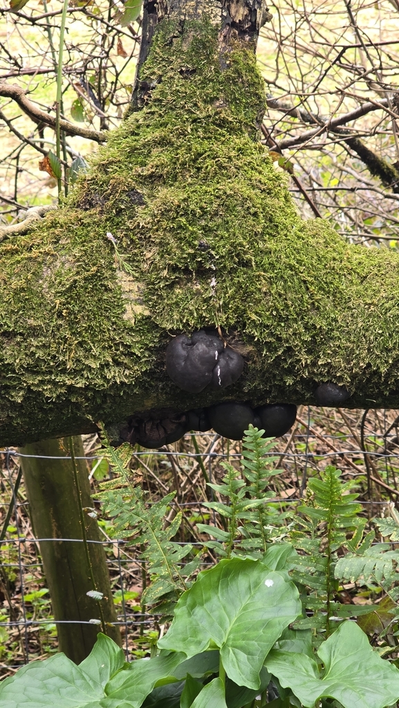 King Alfred's Cakes from Treburley, Launceston PL15 9PU, UK on March 19 ...