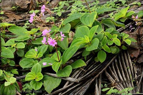Genus Calvoa · iNaturalist
