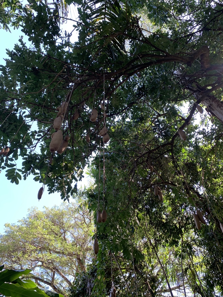 Sausage tree from 517–533 McCormack Street, Edge Hill, QLD, AU on ...