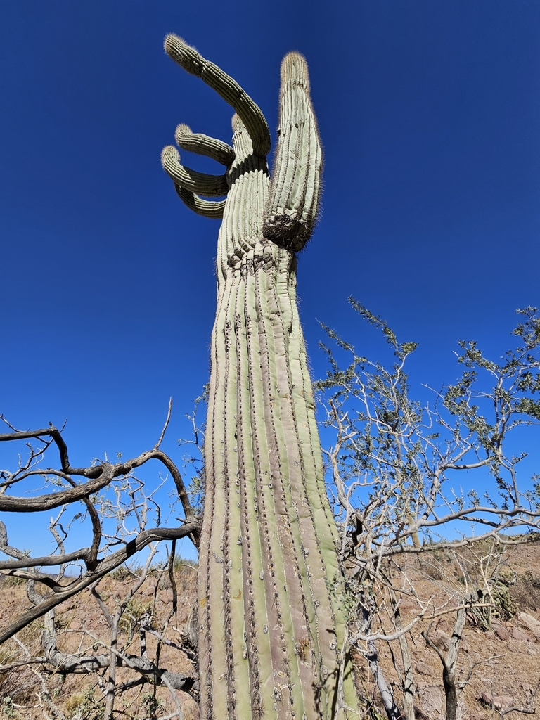 saguaro from YPG, AZ 85365, USA on March 18, 2025 at 09:46 AM by ...