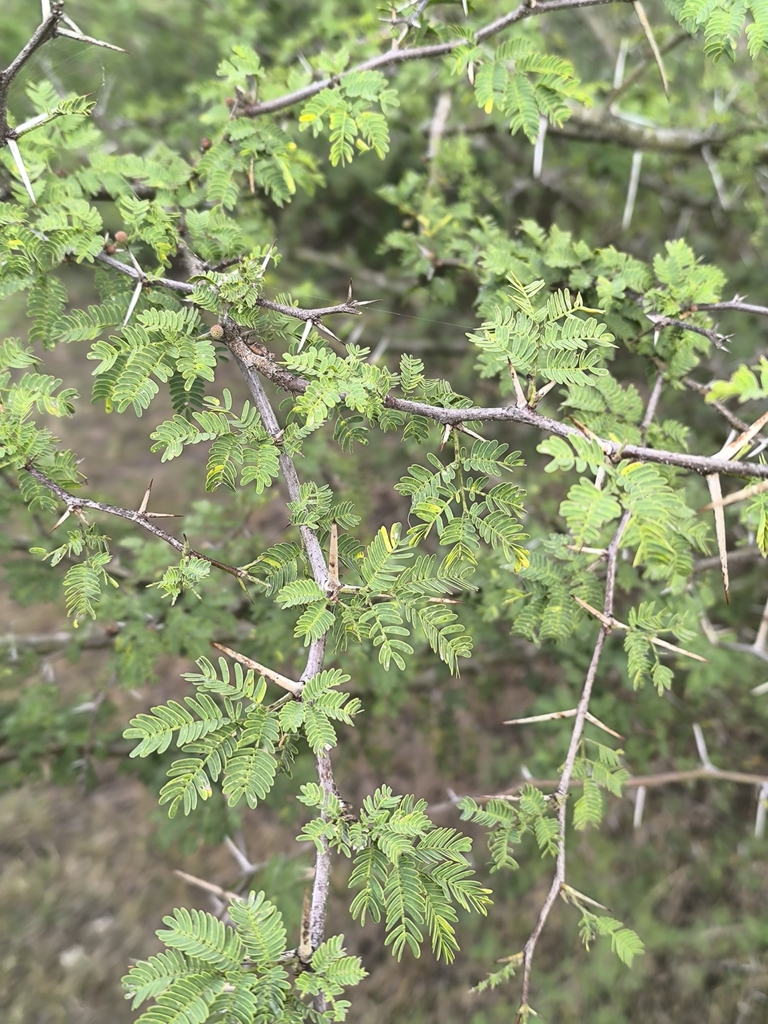 Sweet acacia from Dagua, Valle del Cauca, Colombia on January 08, 2025 ...