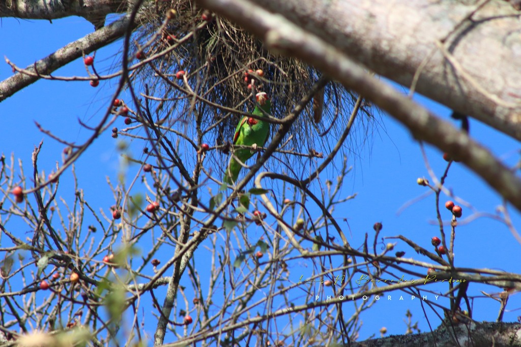 White-fronted Amazon in March 2025 by Big Birdy · iNaturalist