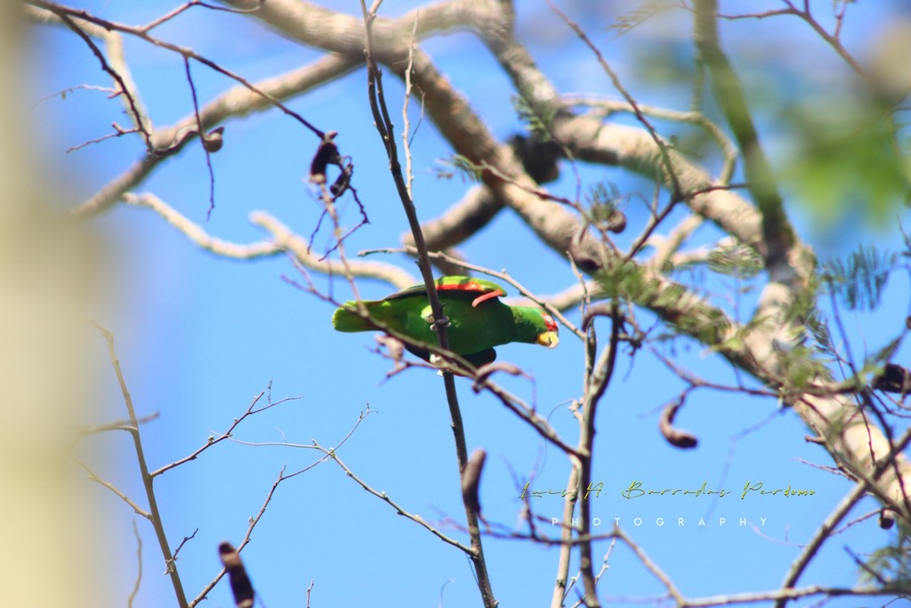 White-fronted Amazon in March 2025 by Big Birdy · iNaturalist