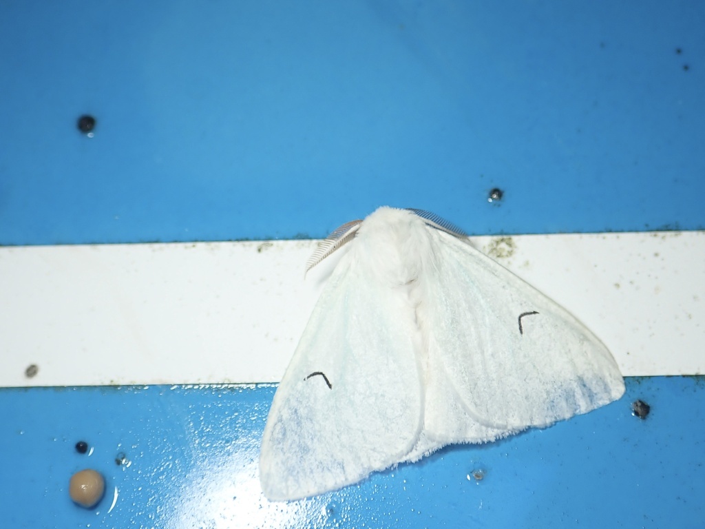 Black V Moth from 本州, 養父市, 兵庫県, JP on August 6, 2022 at 10:51 PM by 栗鼠 ...