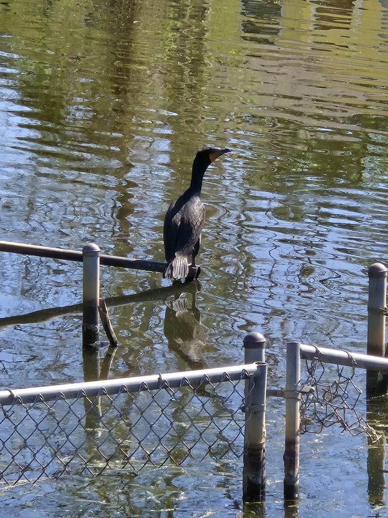 Double-crested Cormorant from Plant City, FL 33563, USA on March 19 ...