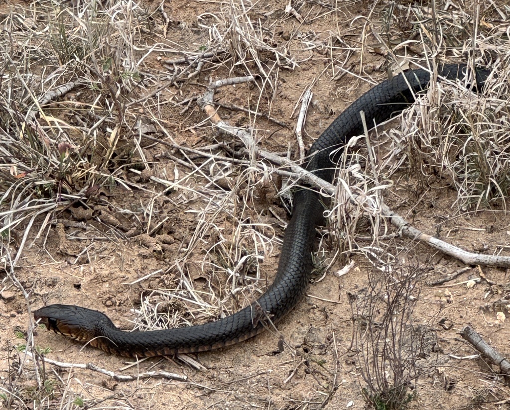 Texas Indigo Snake in March 2025 by cbardranch. approximately 2 feet in ...