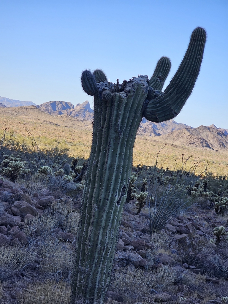 saguaro from YPG, AZ 85365, USA on March 18, 2025 at 09:10 AM by ...