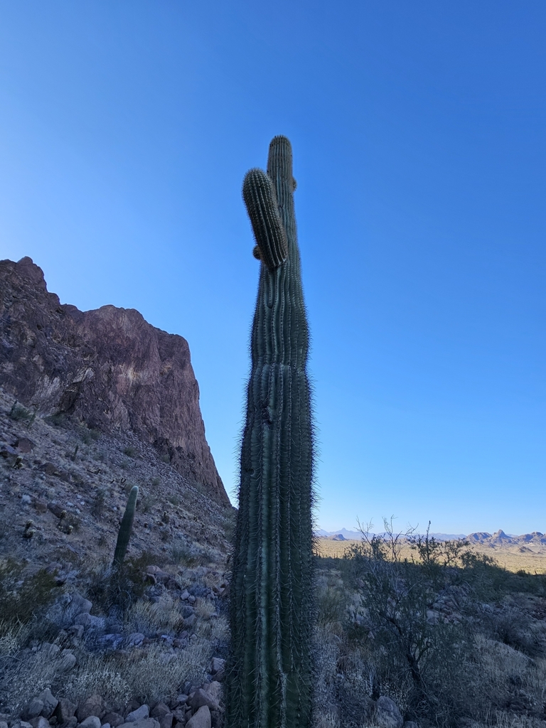 saguaro from YPG, AZ 85365, USA on March 18, 2025 at 08:51 AM by ...