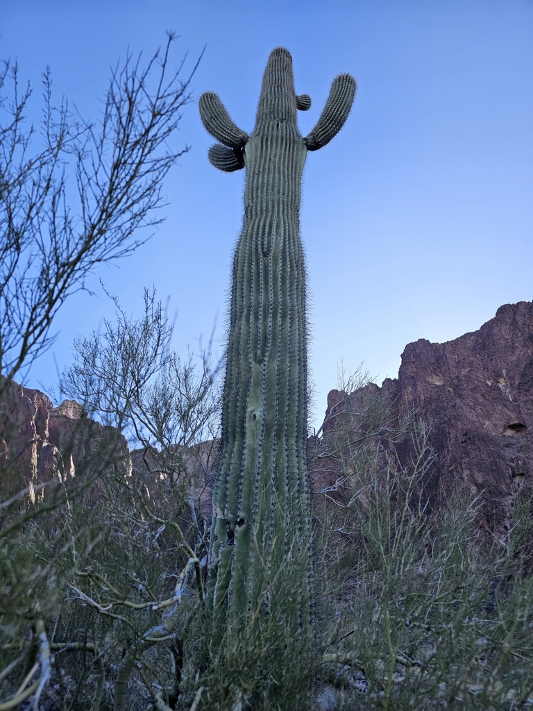saguaro from YPG, AZ 85365, USA on March 18, 2025 at 08:46 AM by ...