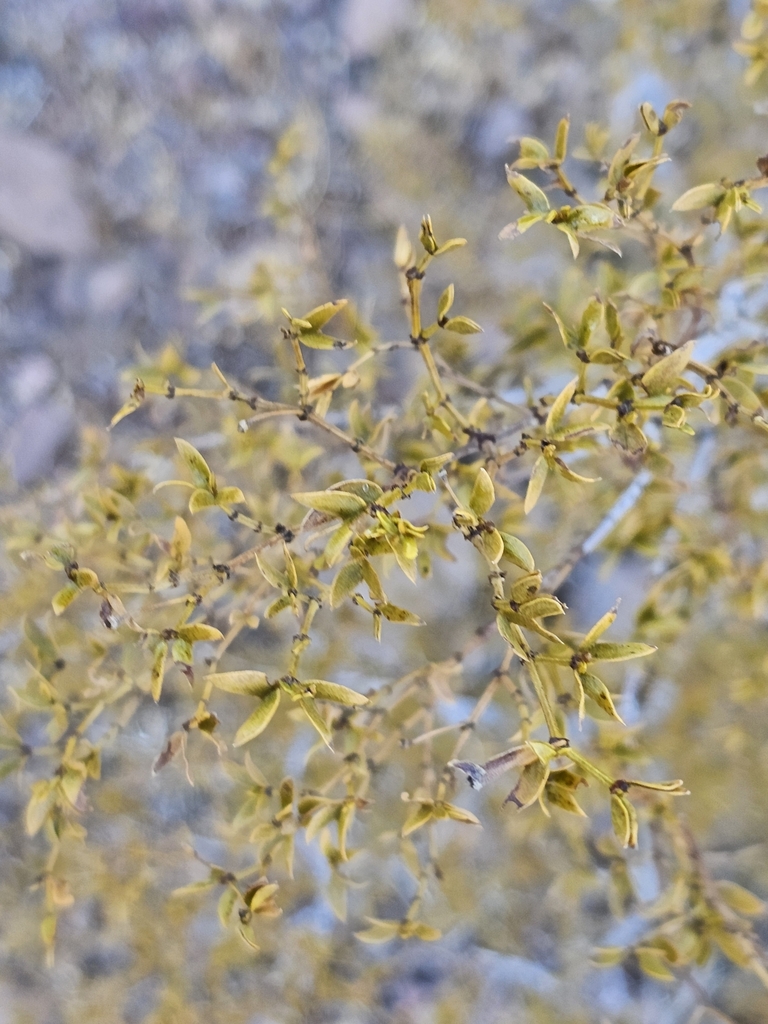 Creosote Bush from YPG, AZ 85365, USA on March 18, 2025 at 08:44 AM by ...