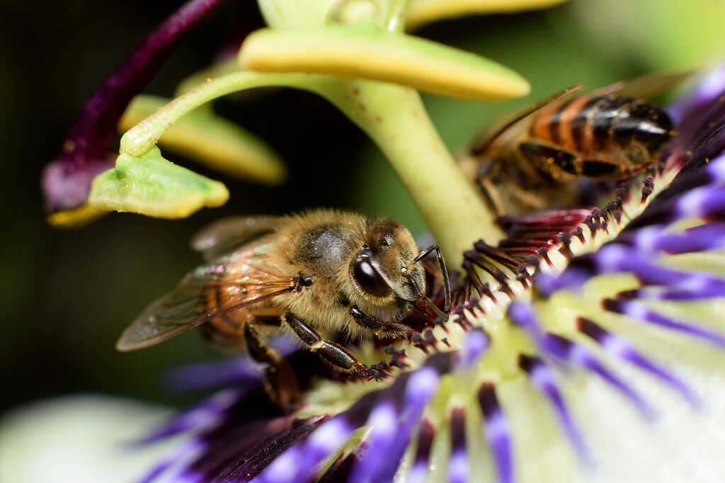 Western Honey Bee from Alto Florida, La Paz, Bolivia on March 19, 2025 ...
