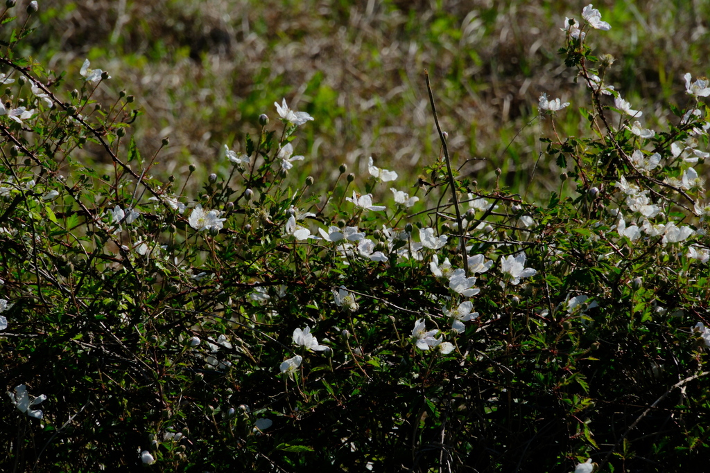 southern dewberry from Lee County, TX, USA on March 19, 2025 at 09:30 ...
