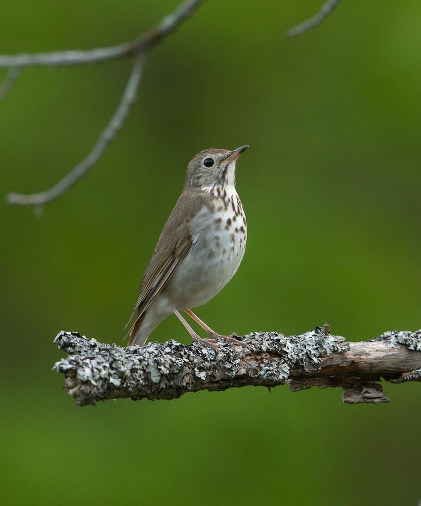Hermit Thrush from Gravenhurst, ON, Canada on May 31, 2020 at 06:19 PM ...