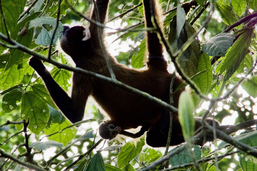 New World Monkeys from San Carlos, Alajuela, CR on March 19, 2025 at 06 ...